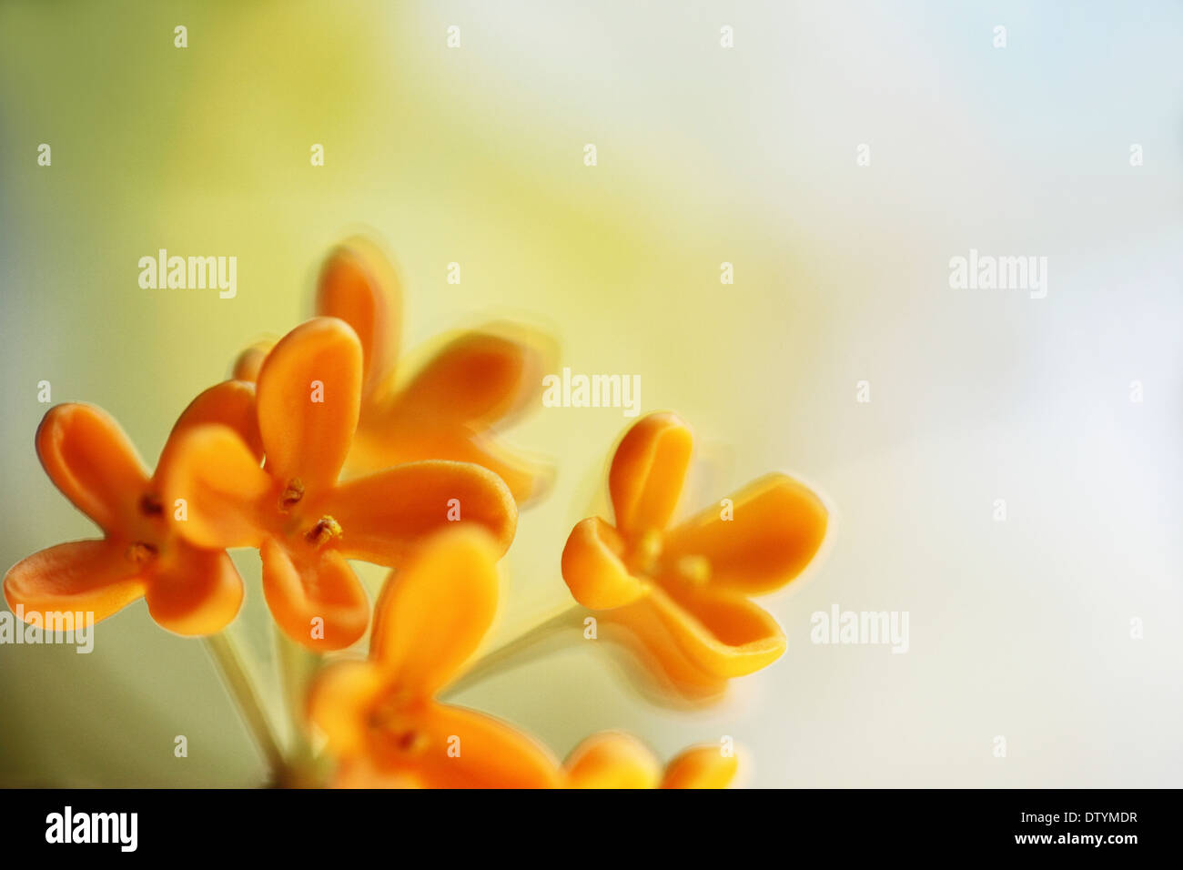 Osmanthus orange hi-res stock photography and images - Alamy
