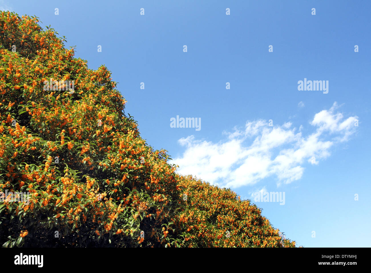 Osmanthus orange hi-res stock photography and images - Alamy