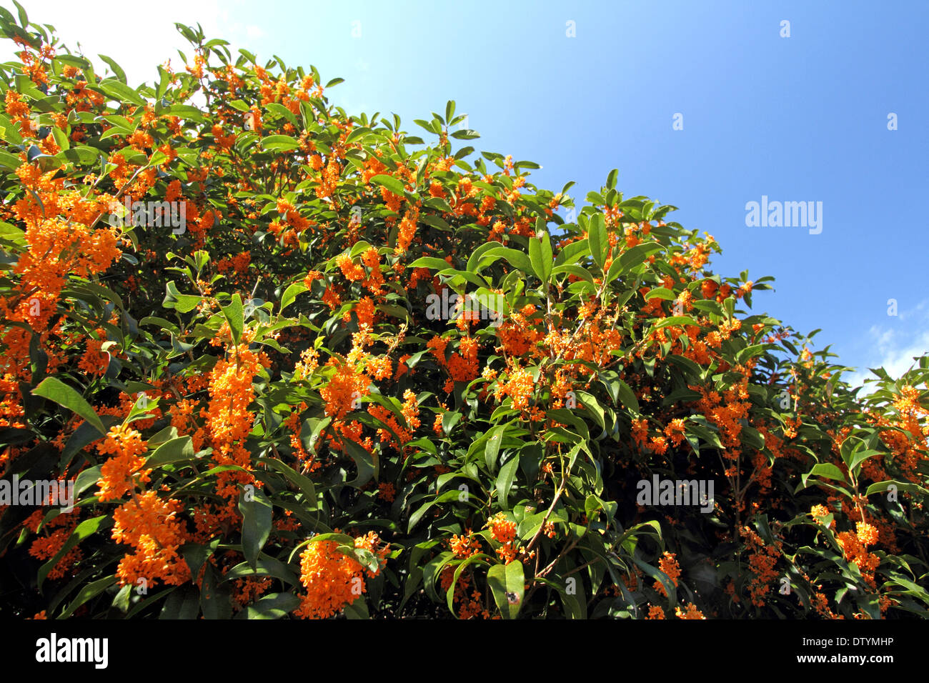 Osmanthus fragrans hi-res stock photography and images - Alamy