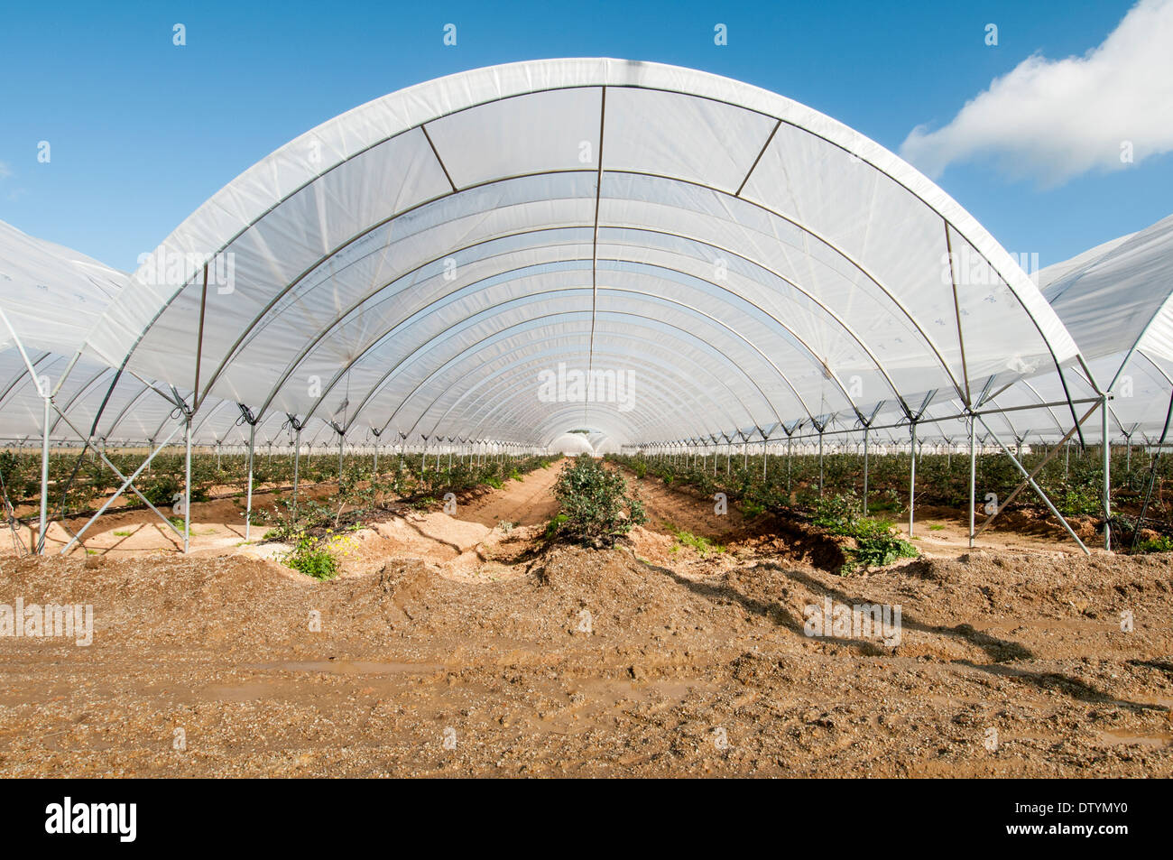 Polytunnel hi-res stock photography and images - Alamy