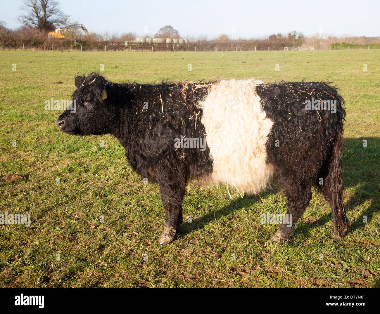 British Cattle Breed High Resolution Stock Photography and Images - Alamy