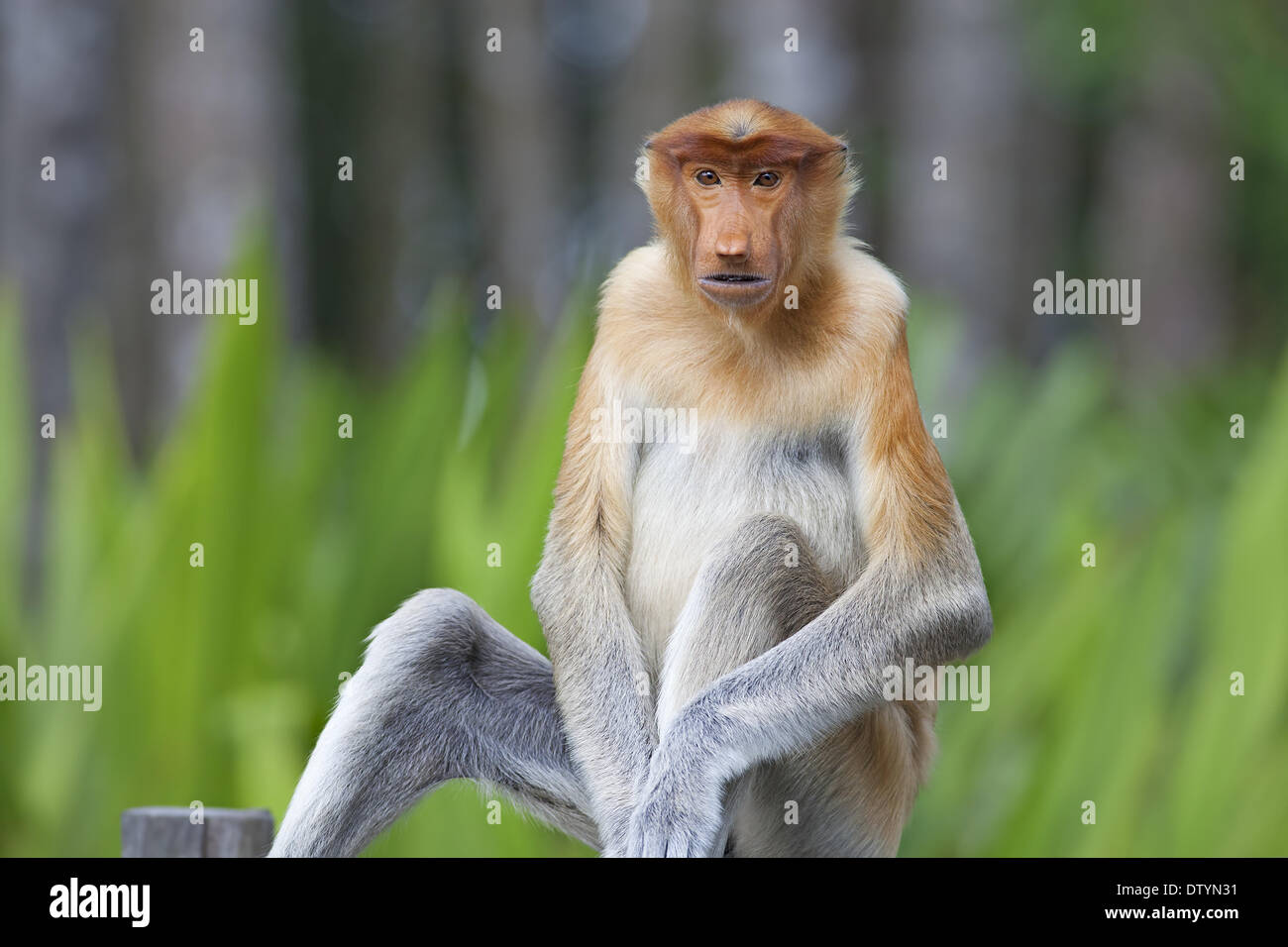 Proboscis monkey sanctuary hi-res stock photography and images - Alamy