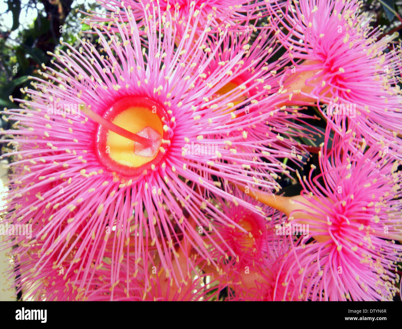 Gum Trees With Pink Flowers at Jack Sargent blog