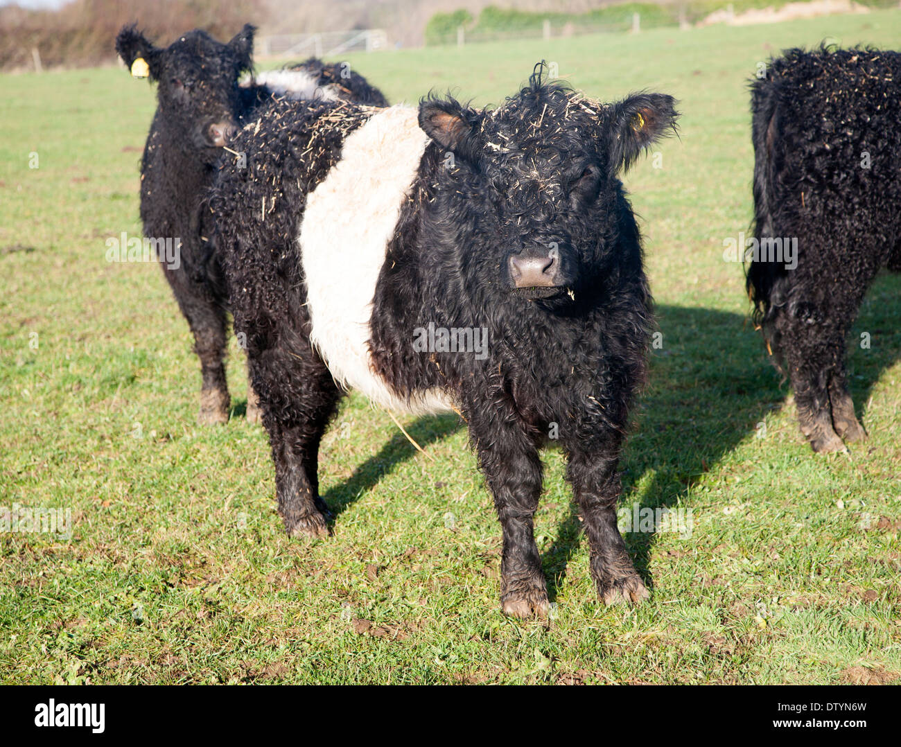 Rare breed Belted Galloway beef cattle herd at Lux farm, Kesgrave ...