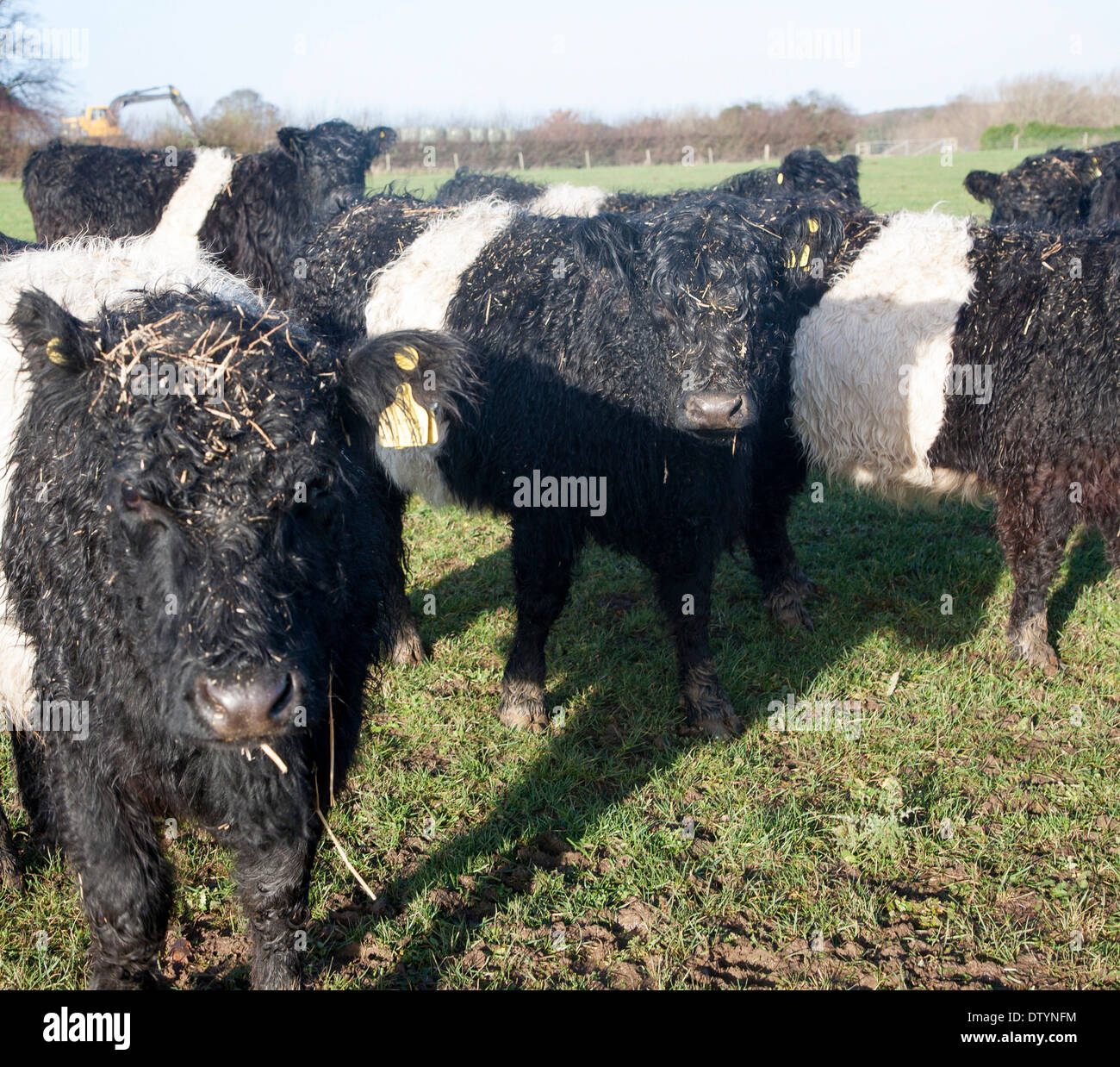 Belted galloway herd hi-res stock photography and images - Alamy