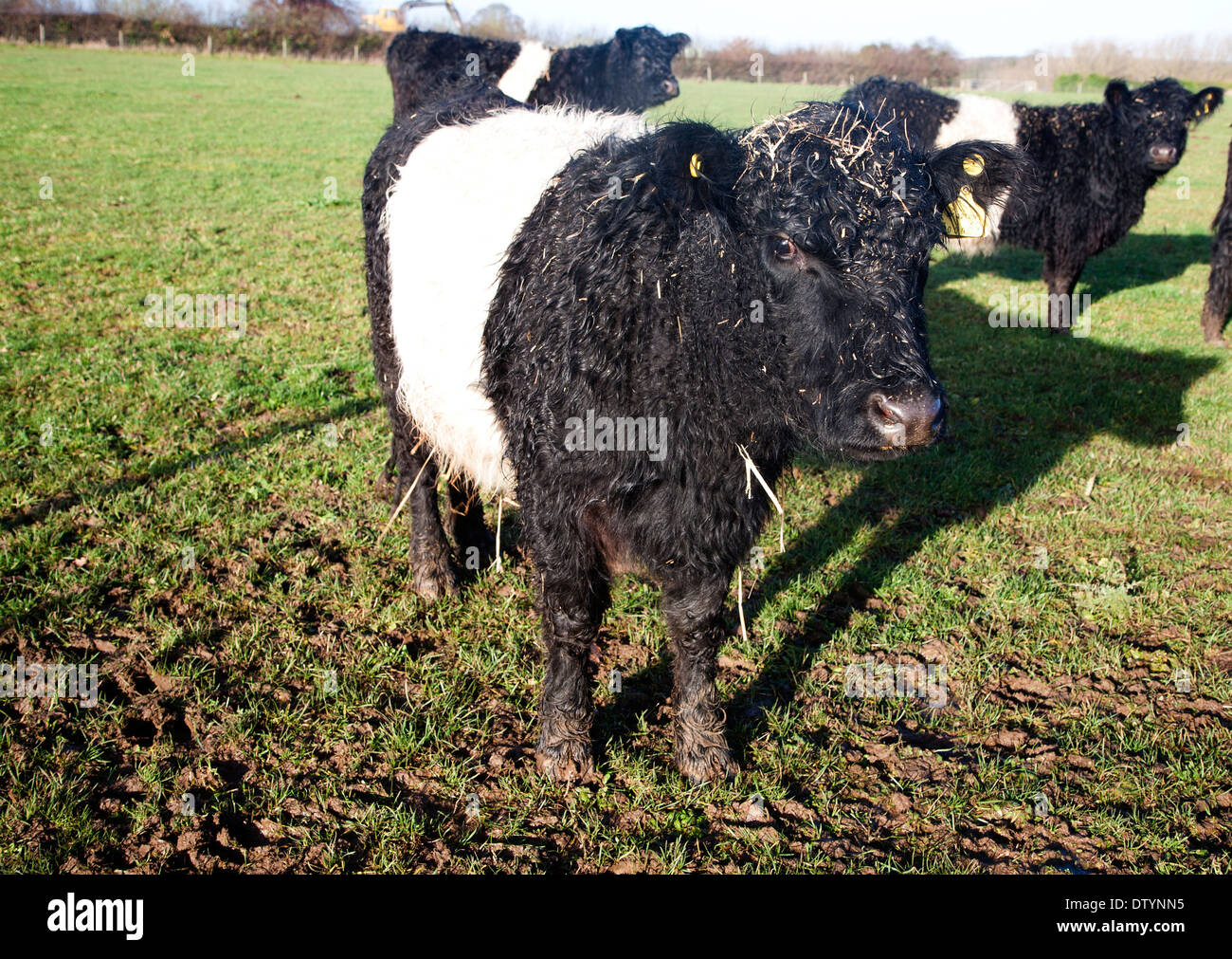 British Cattle Breed Stock Photos & British Cattle Breed Stock Images ...