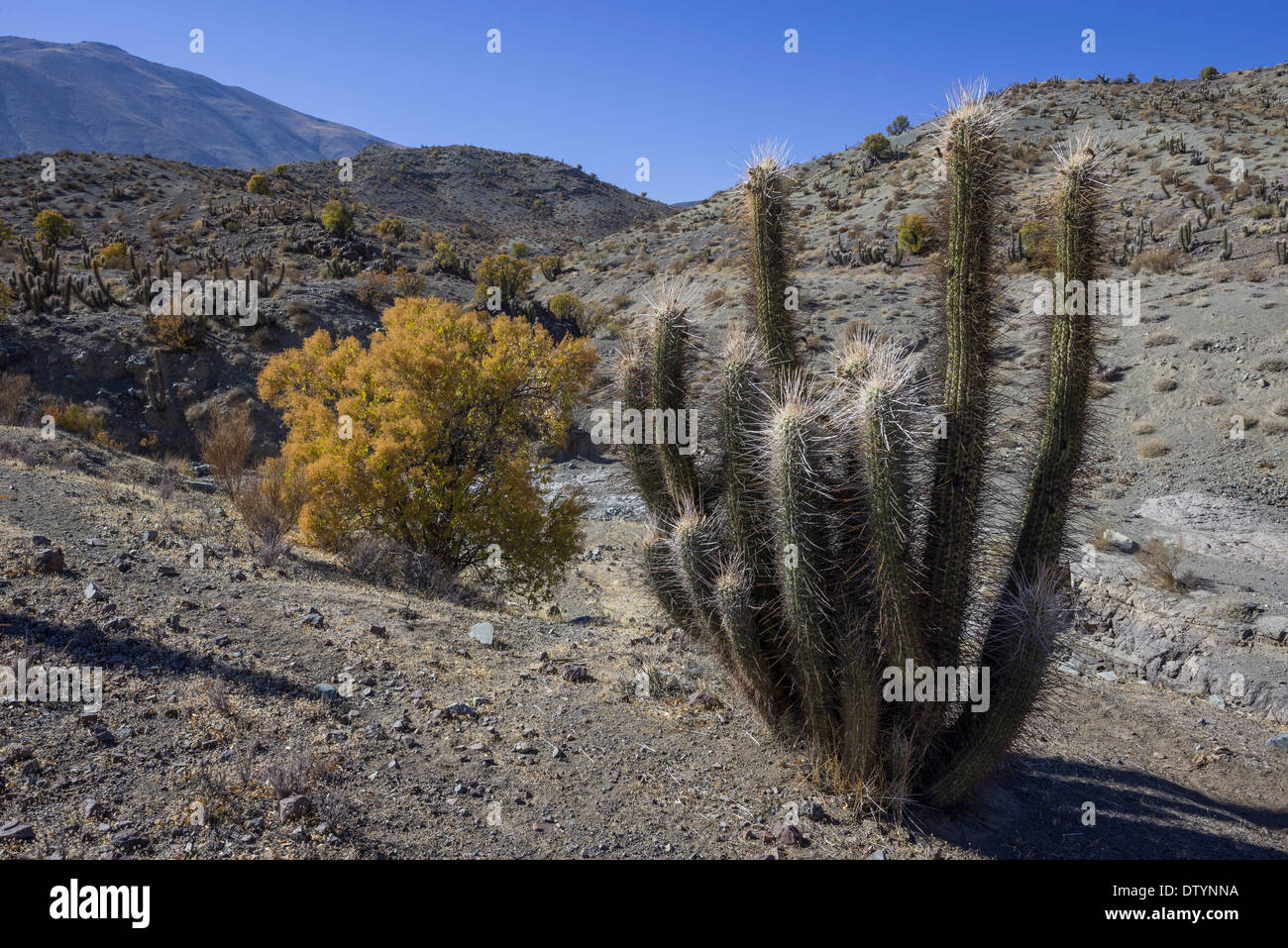 Quisco cactaceae hi-res stock photography and images - Alamy