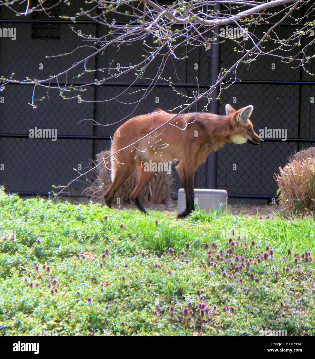 WOLF FROM SOUTH AMERICA Stock Photo - Alamy