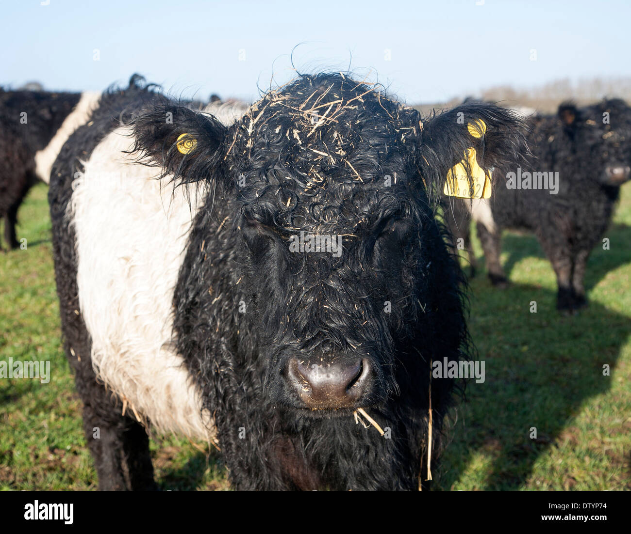 Rare breed Belted Galloway beef cattle herd at Lux farm, Kesgrave ...