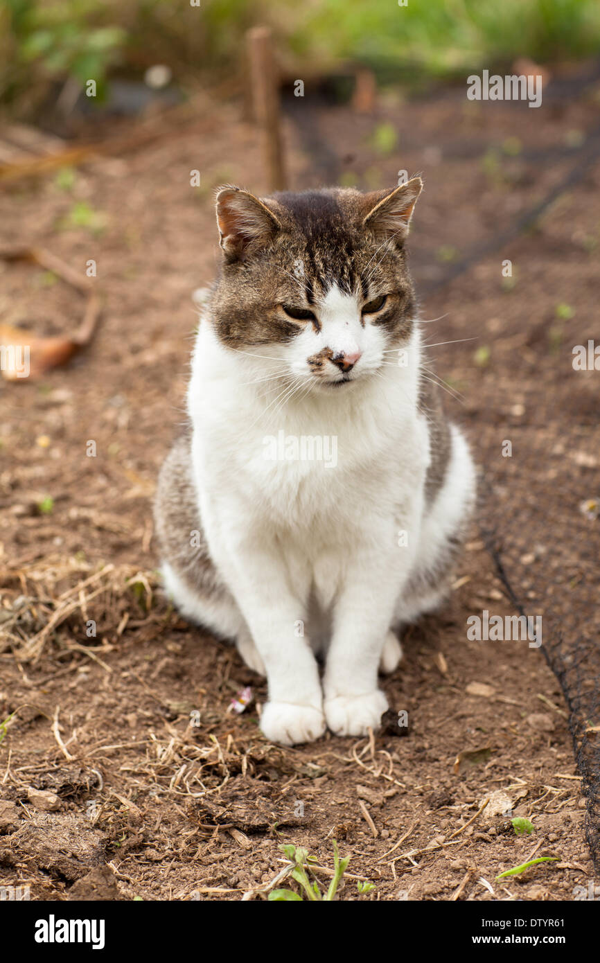 Cute cat outside Stock Photo - Alamy