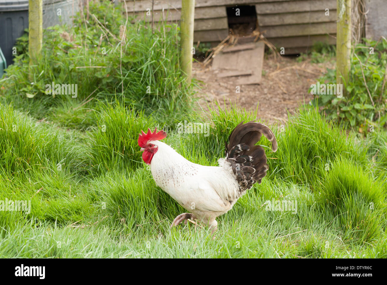 Black and white cockerel in the grass Stock Photo - Alamy