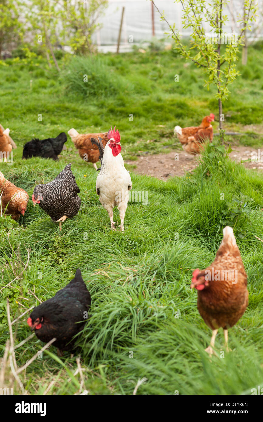 Cockerel in grass hi-res stock photography and images - Alamy