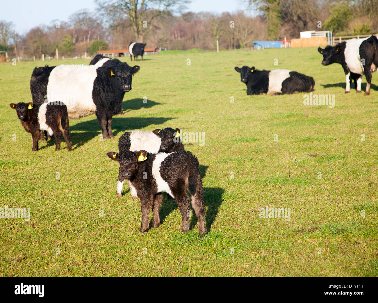 Rare breed Belted Galloway beef cattle herd at Lux farm, Kesgrave ...