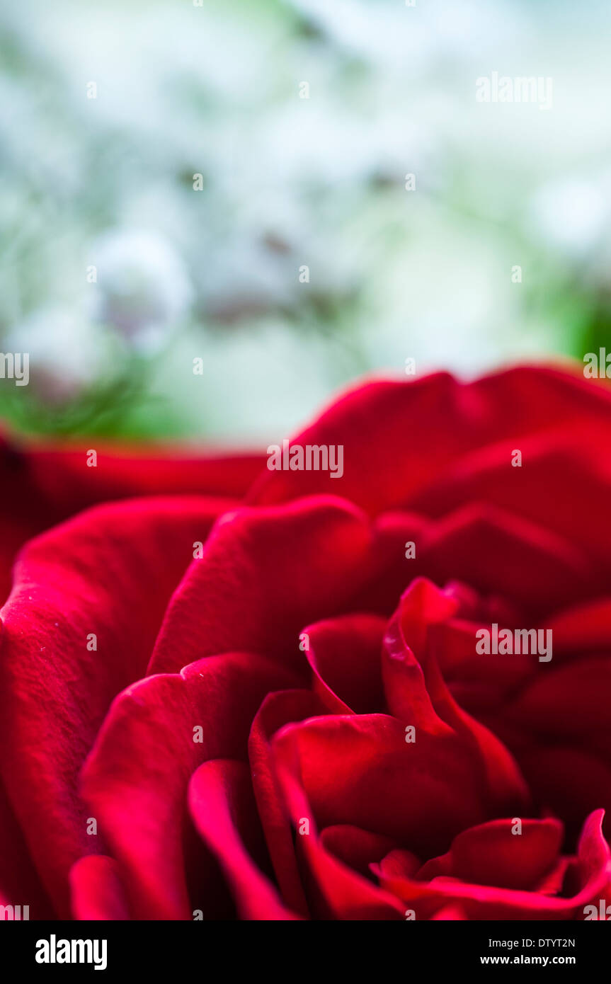 Closeup of the petals of a red rose Stock Photo - Alamy