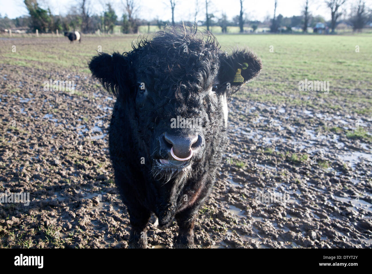 Bull Rare breed Belted Galloway beef cattle herd at Lux farm, Kesgrave ...