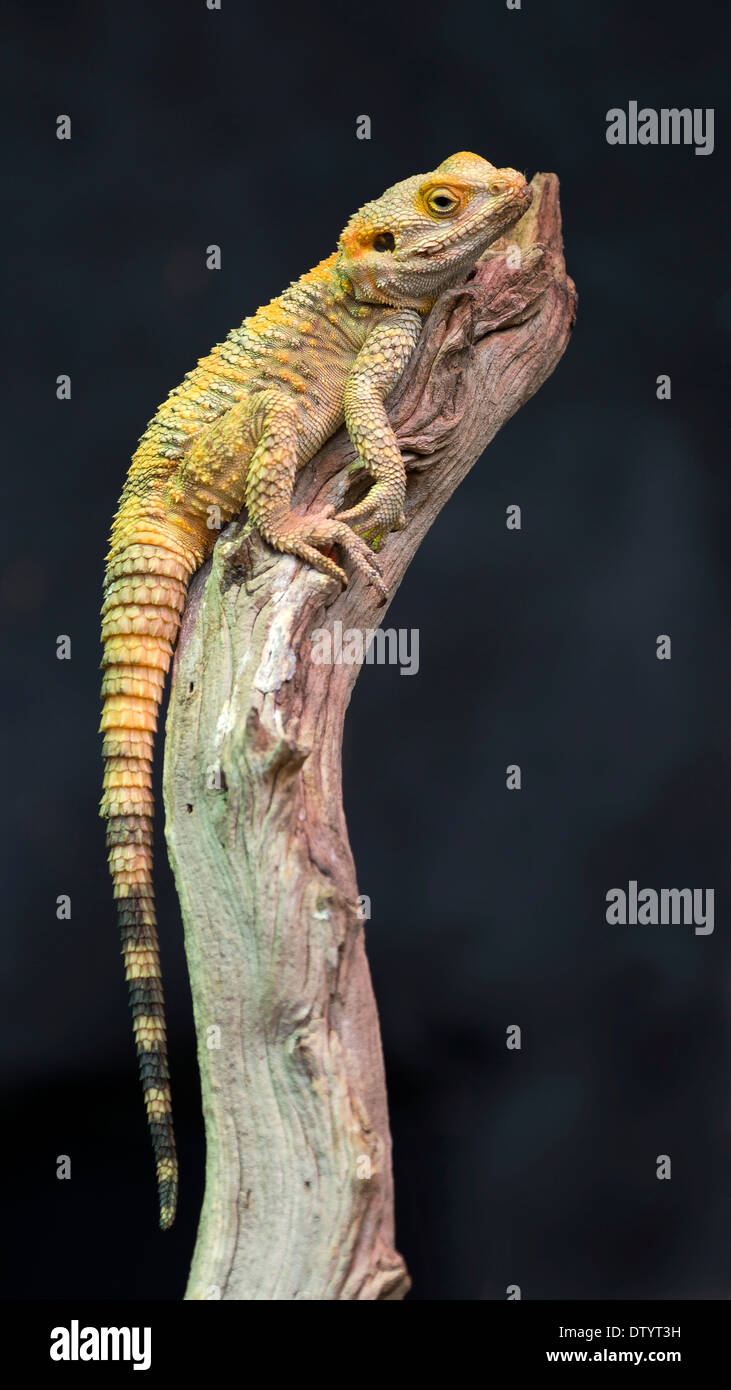 Butterfly Agama High Resolution Stock Photography and Images - Alamy