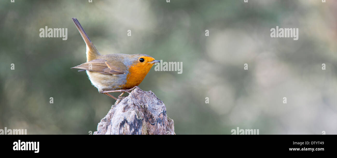 Erithacus rubecula hi-res stock photography and images - Alamy