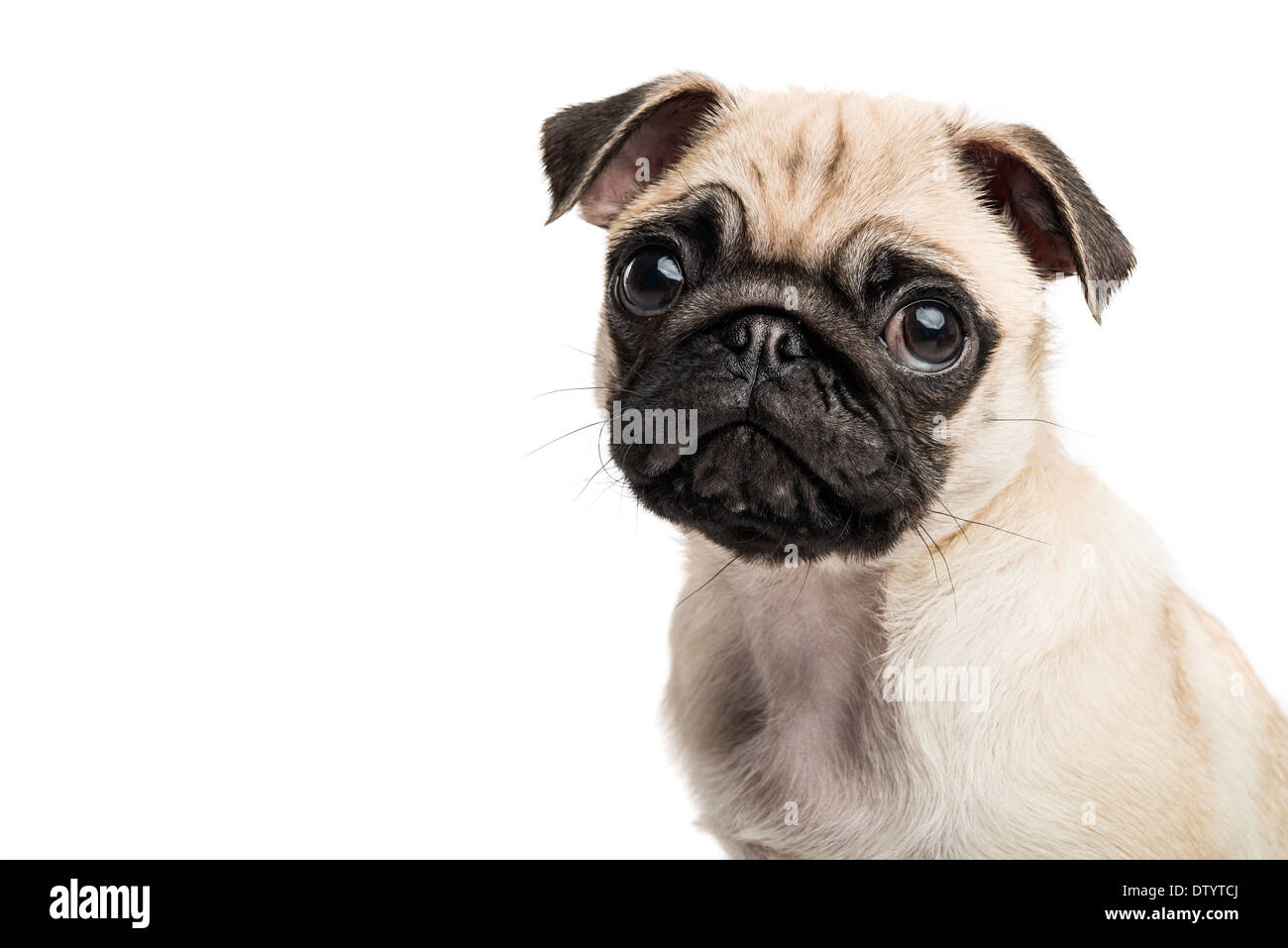 Wrinkly animal hi-res stock photography and images - Alamy
