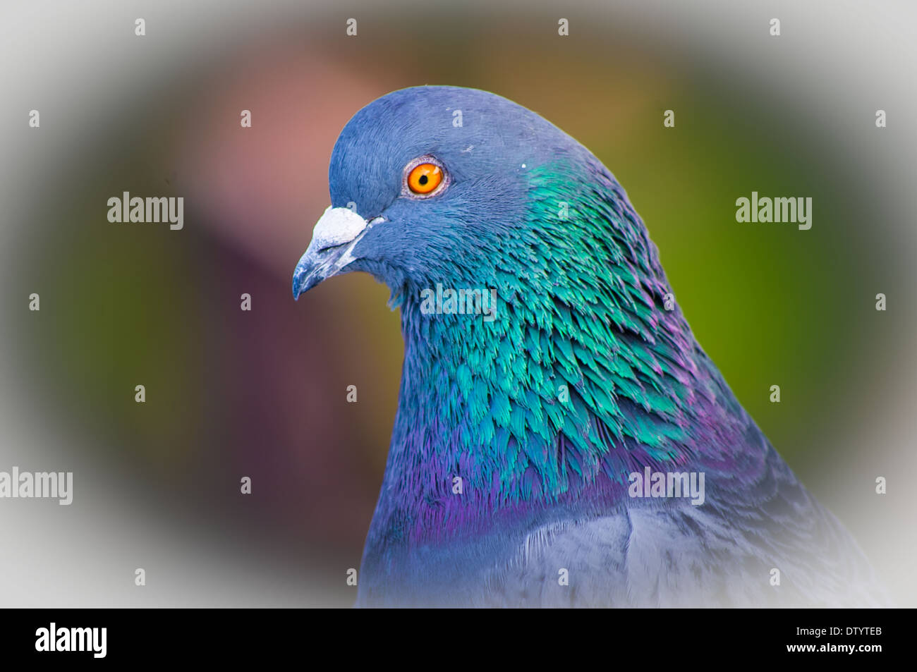 Carrier pigeons hi-res stock photography and images - Alamy