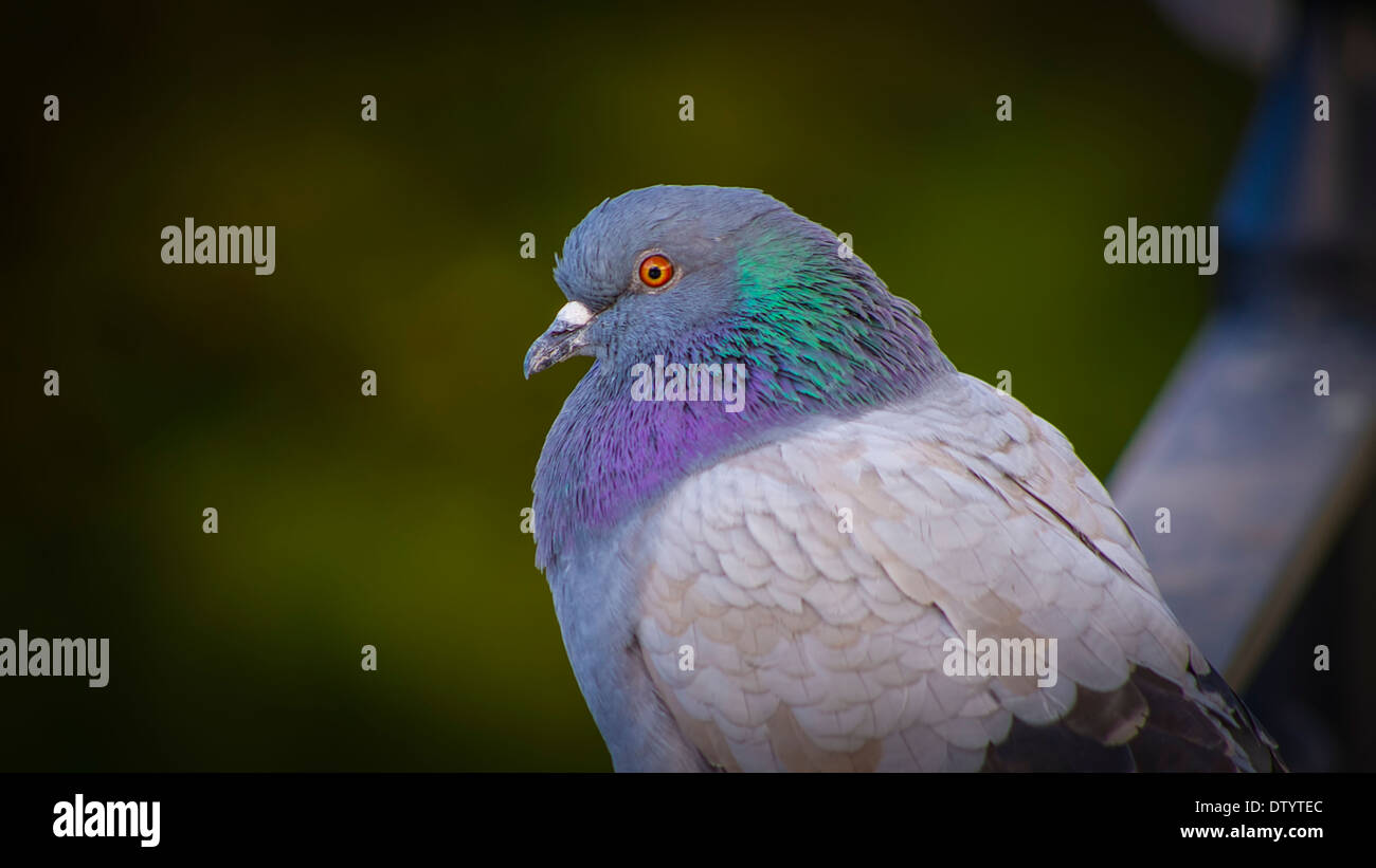 Domestic pigeon profile hi-res stock photography and images - Alamy