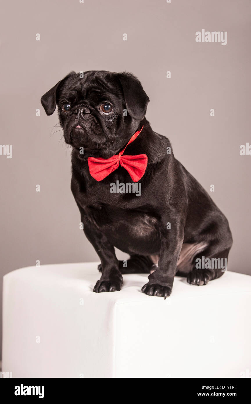 Cute black pugs hi-res stock photography and images - Alamy