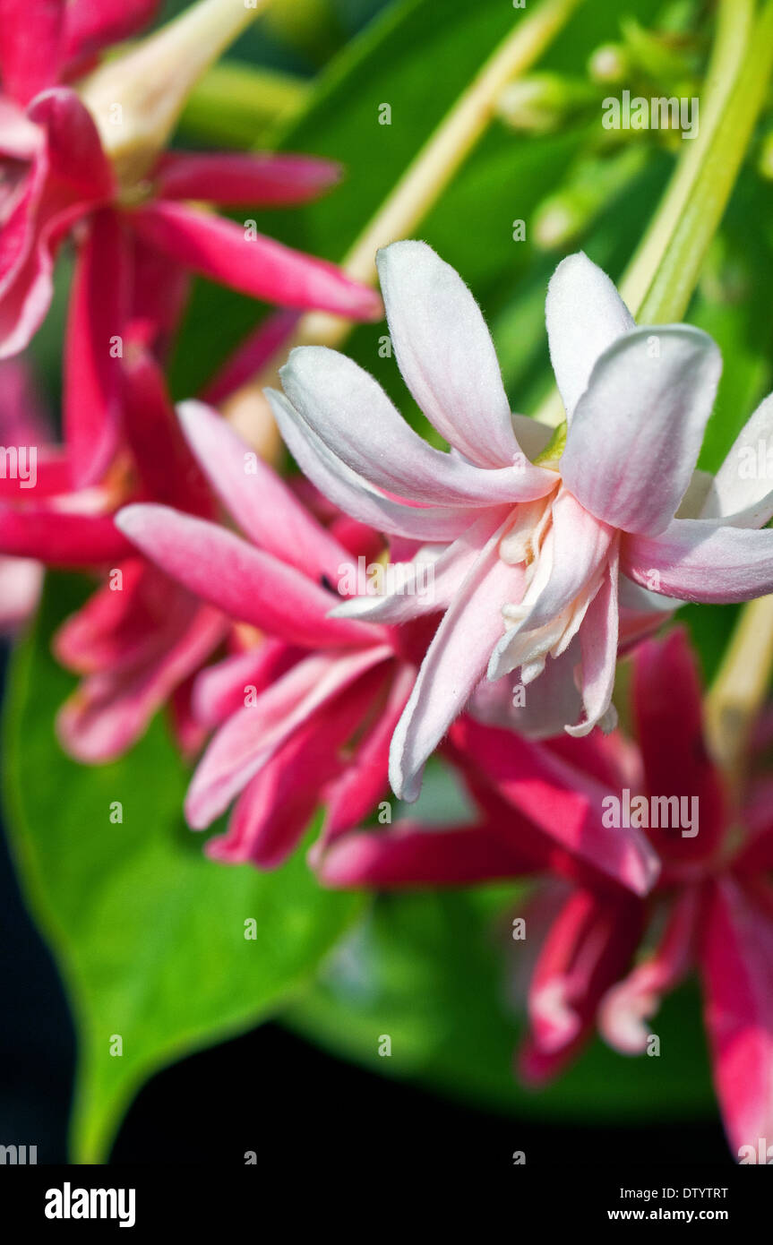 Delicate blue flower photograph hi-res stock photography and images - Alamy