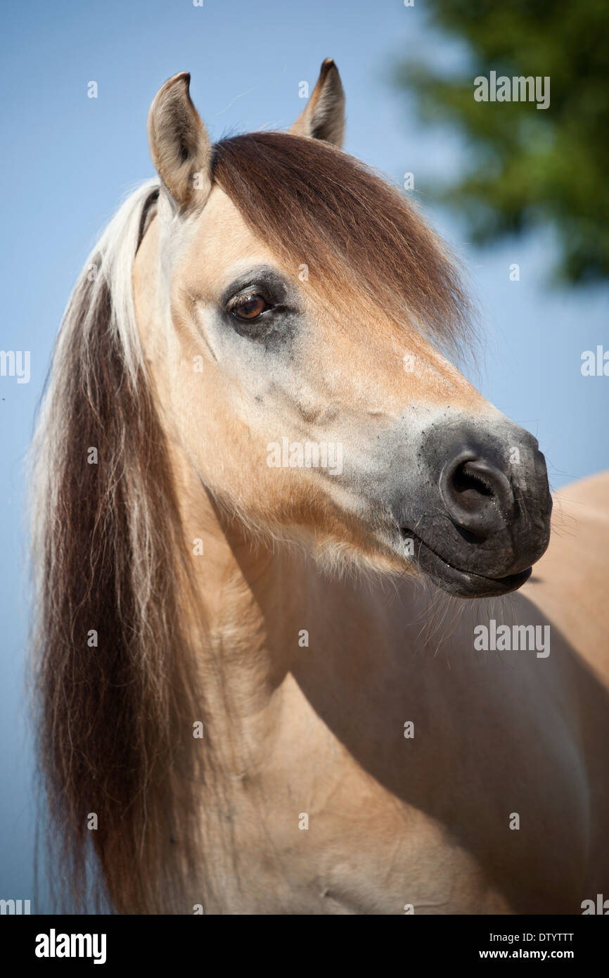 Norwegian Pony, Gelding, portrait, North Rhine-Westphalia, Germany ...