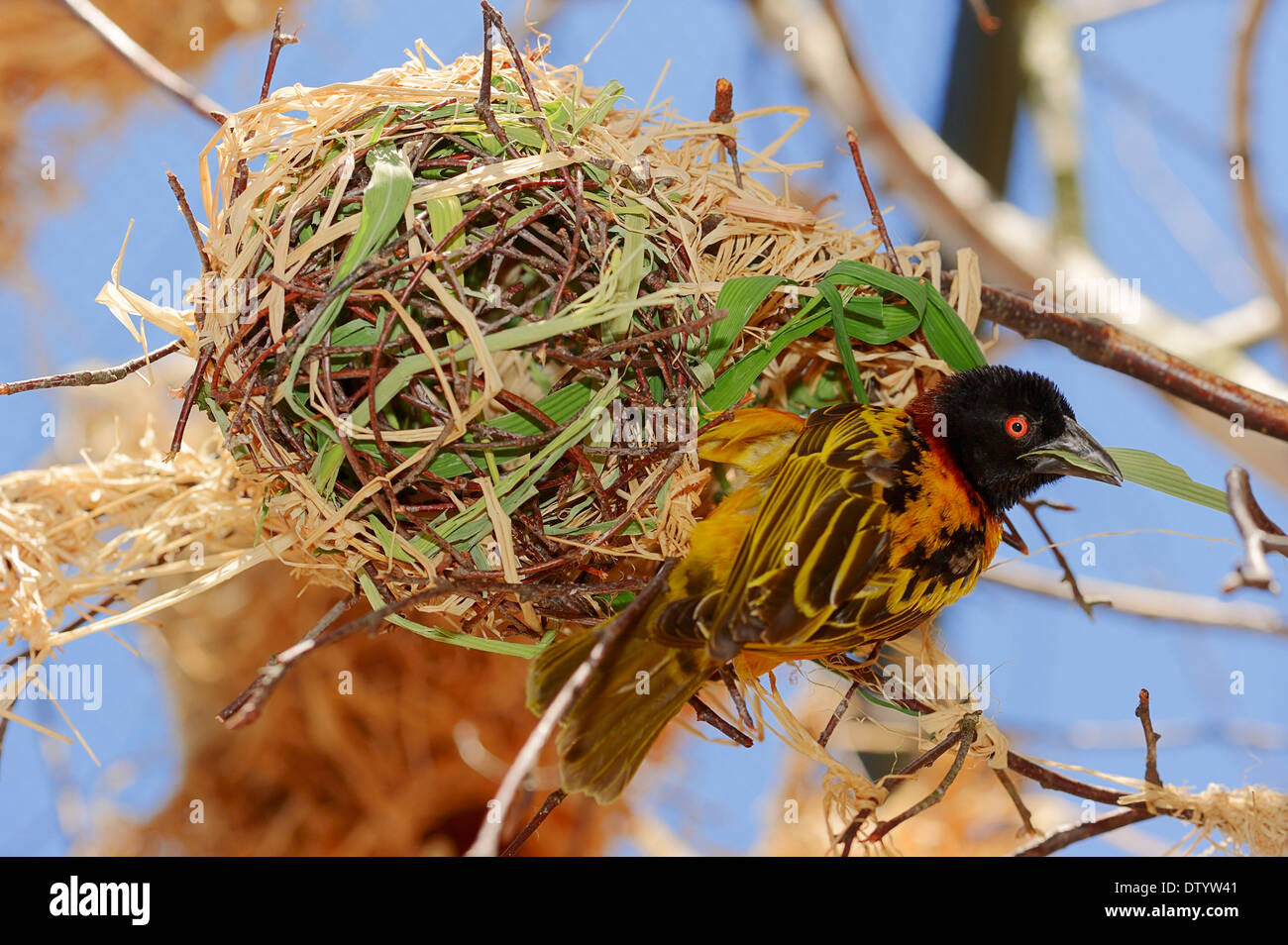 Weaver finch hi-res stock photography and images - Alamy