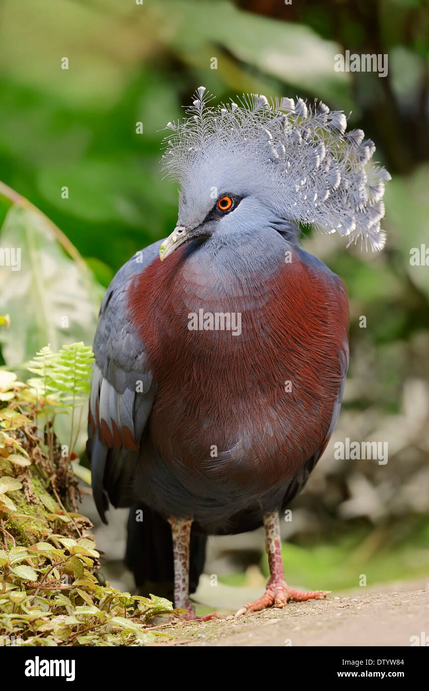 Victoria Crowned Pigeon (Goura victoria), native to New Guinea, captive ...