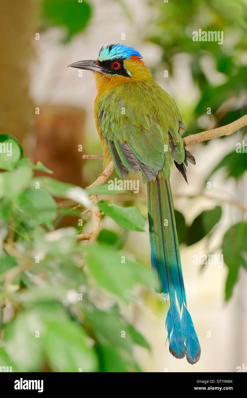 Blue-crowned Motmot (Momotus momota), native to Central America and ...