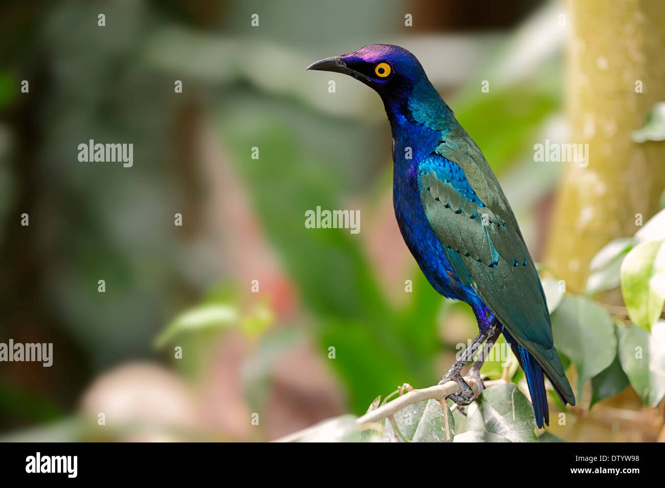 Purple Glossy Starling or Purple Starling (Lamprotornis purpureus ...