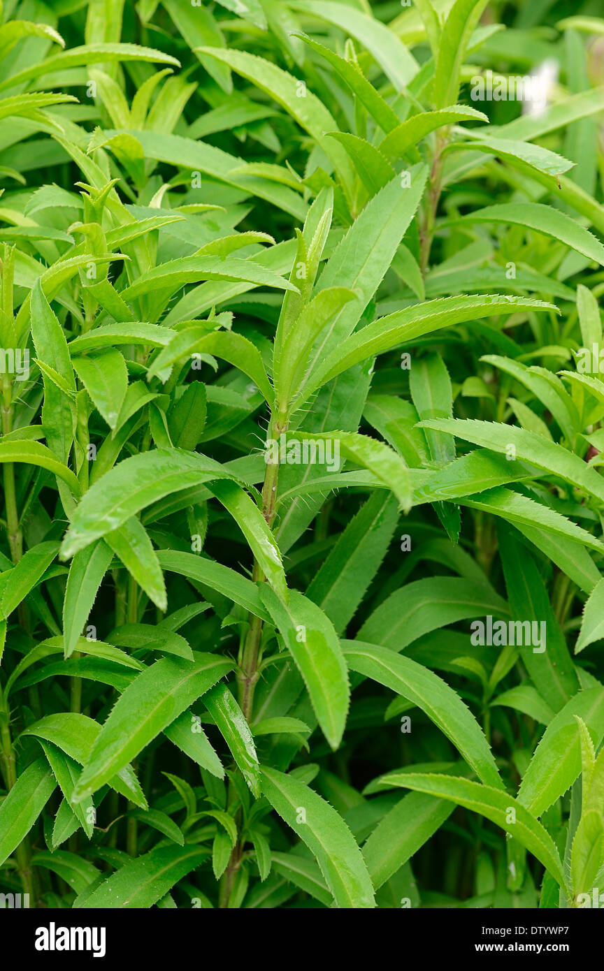 Mexican tarragon tagetes lucida hi-res stock photography and images - Alamy