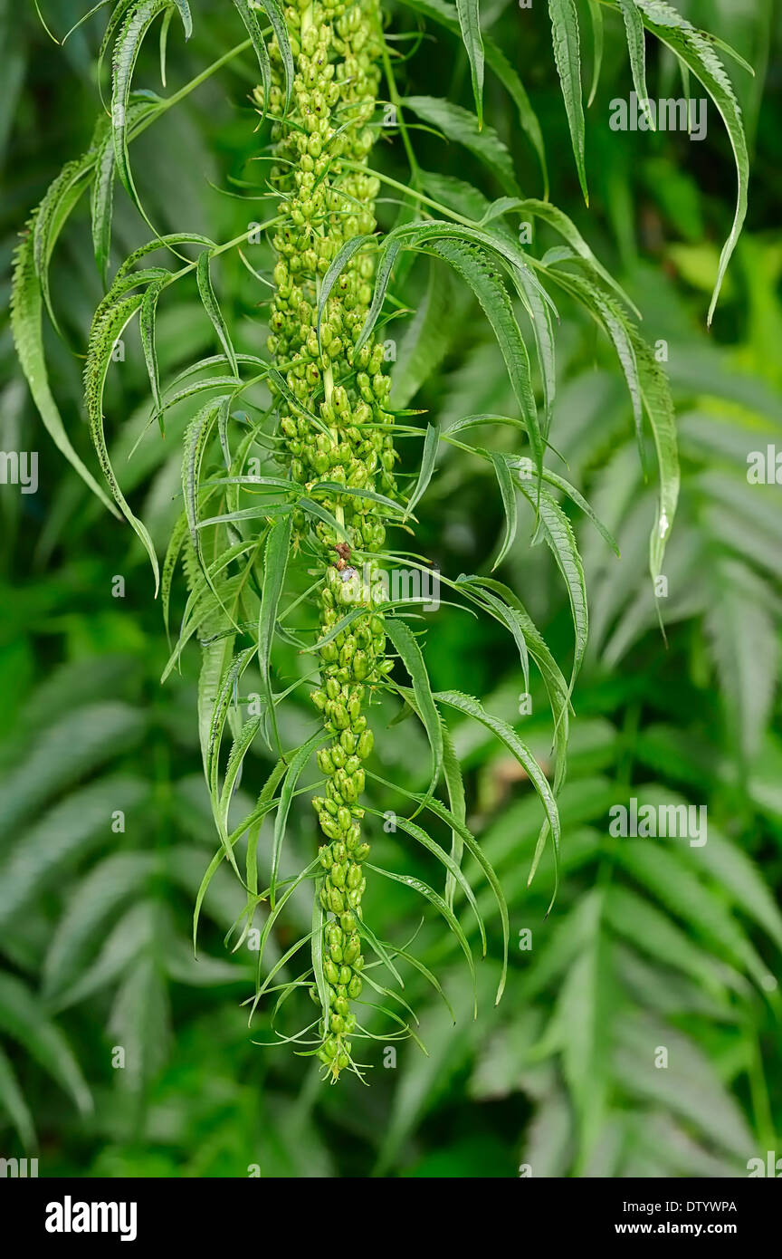 Datisca hi-res stock photography and images - Alamy