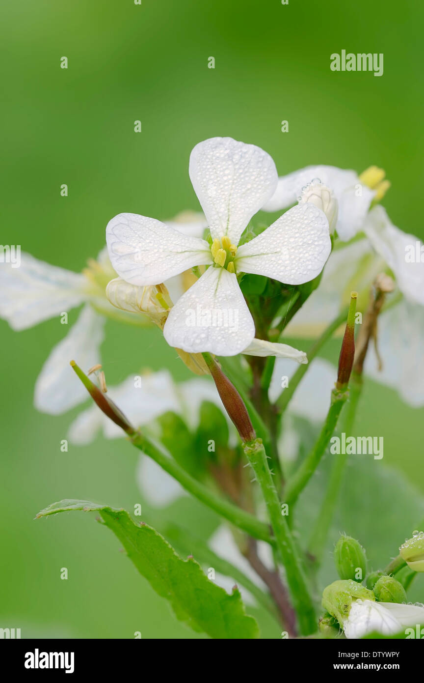 Raphanus Sativus Annual