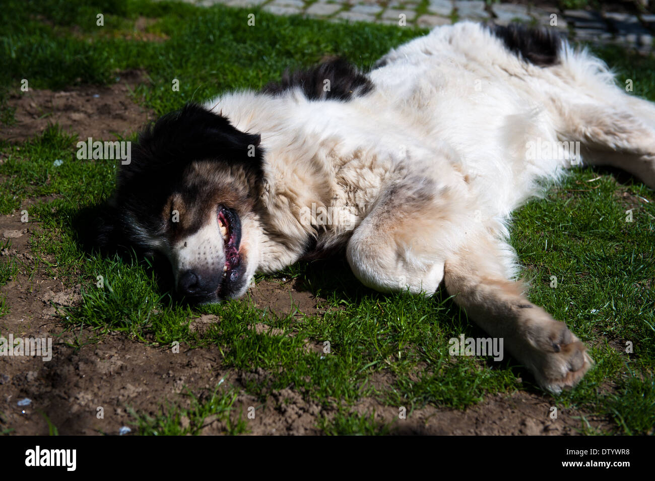 Carpathian shepherd dog Stock Photo - Alamy