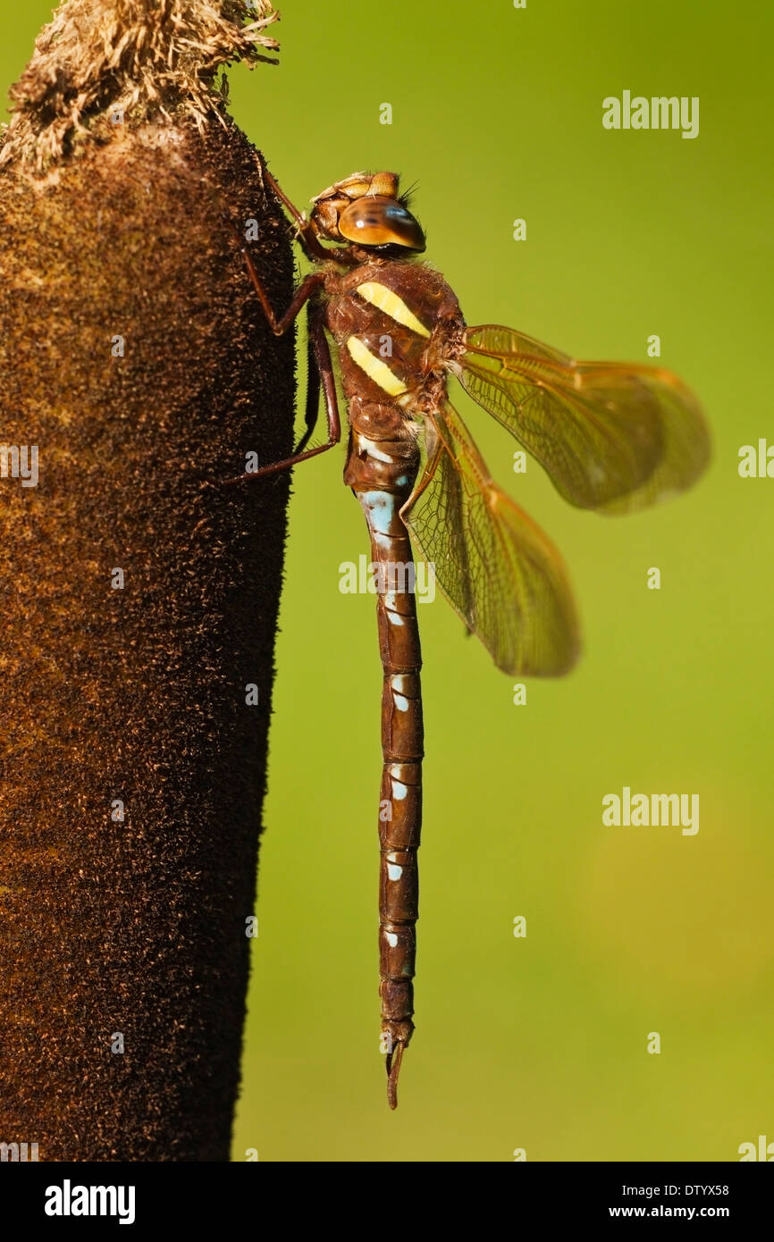 brown hawker (Aeshna grandis) dragonfly adult, perched resting on ...