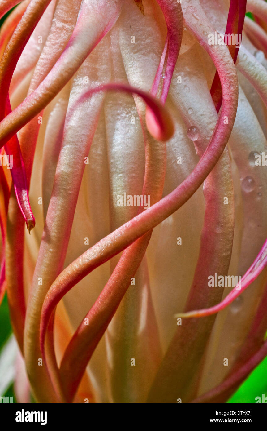 Wijaya Kusuma Flower Stock Photo - Alamy
