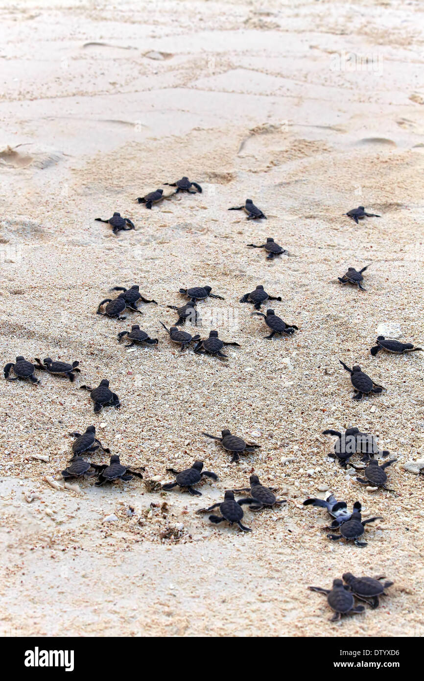 Turtle hatchlings beach hi-res stock photography and images - Alamy
