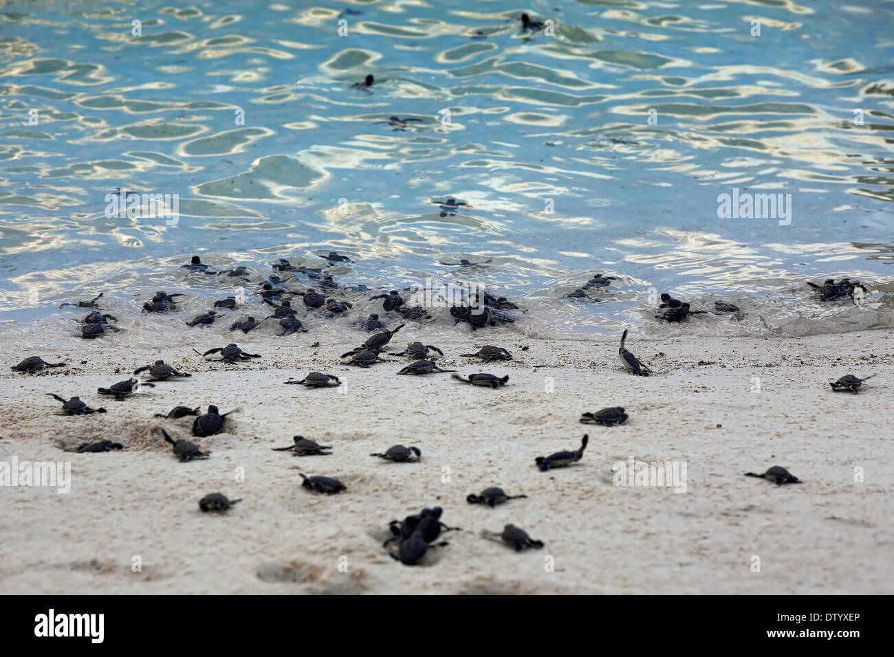 Born turtle hi-res stock photography and images - Alamy