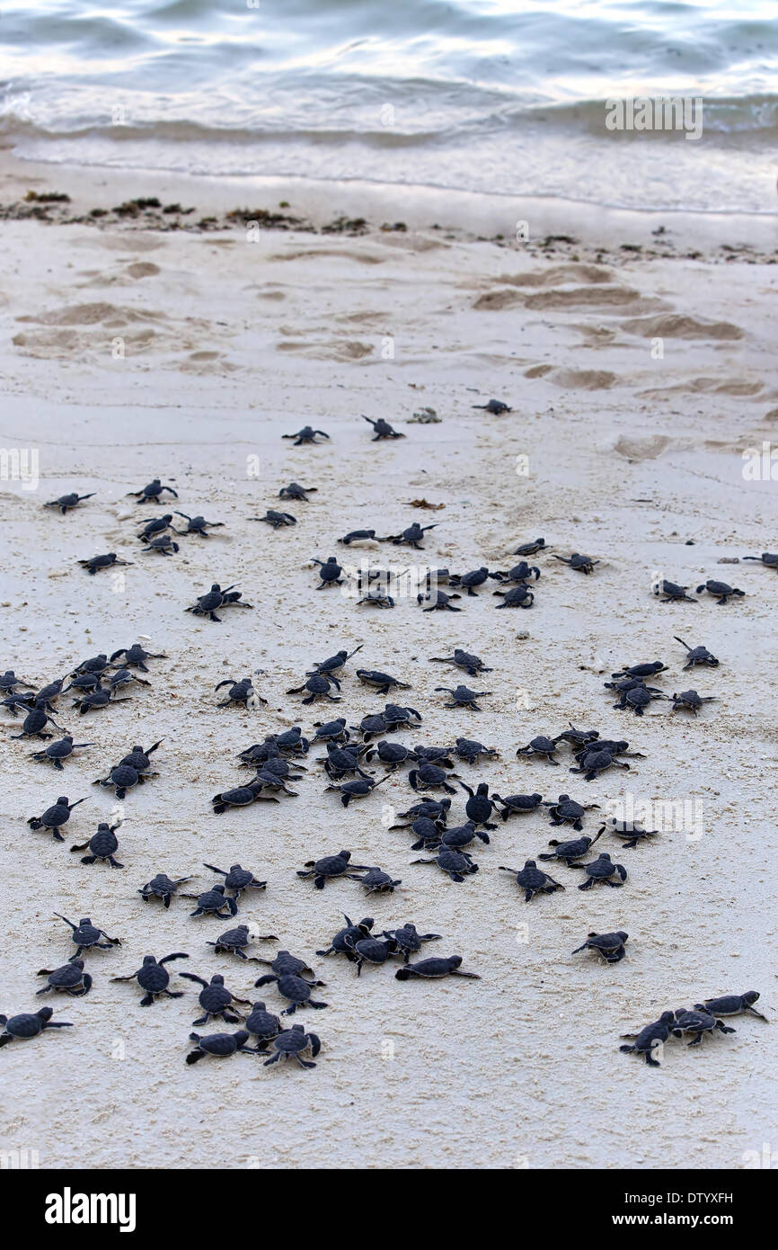 Hatchlings release hi-res stock photography and images - Alamy