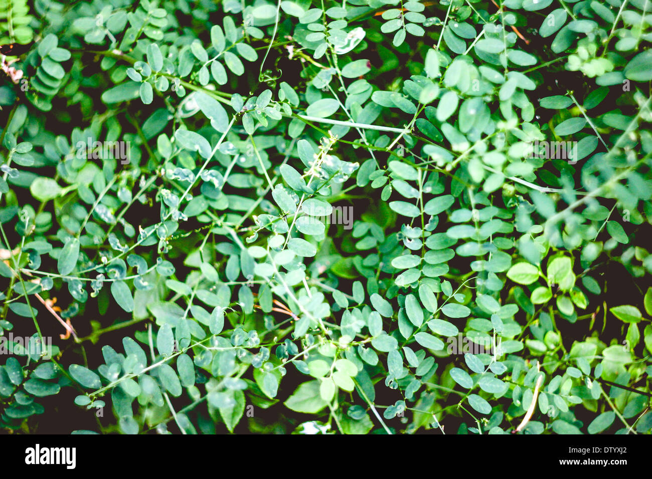 Grass vetch hi-res stock photography and images - Alamy