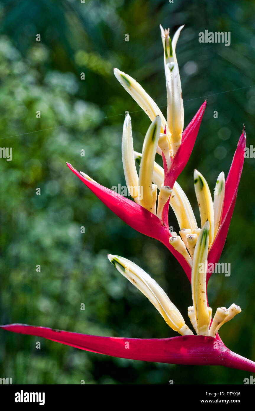 Red White Flower Stock Photo - Alamy