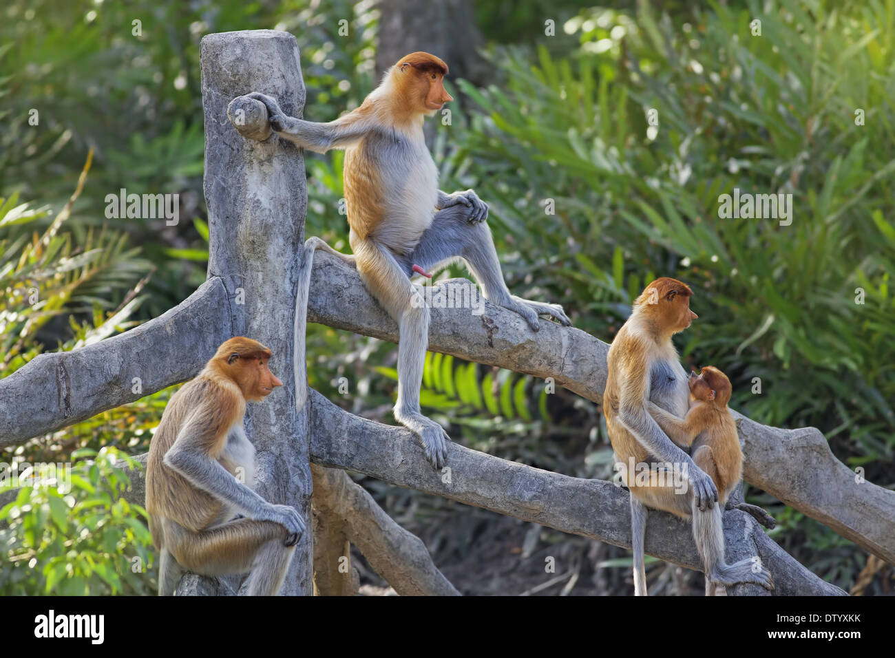 Proboscis borneo hi-res stock photography and images - Alamy