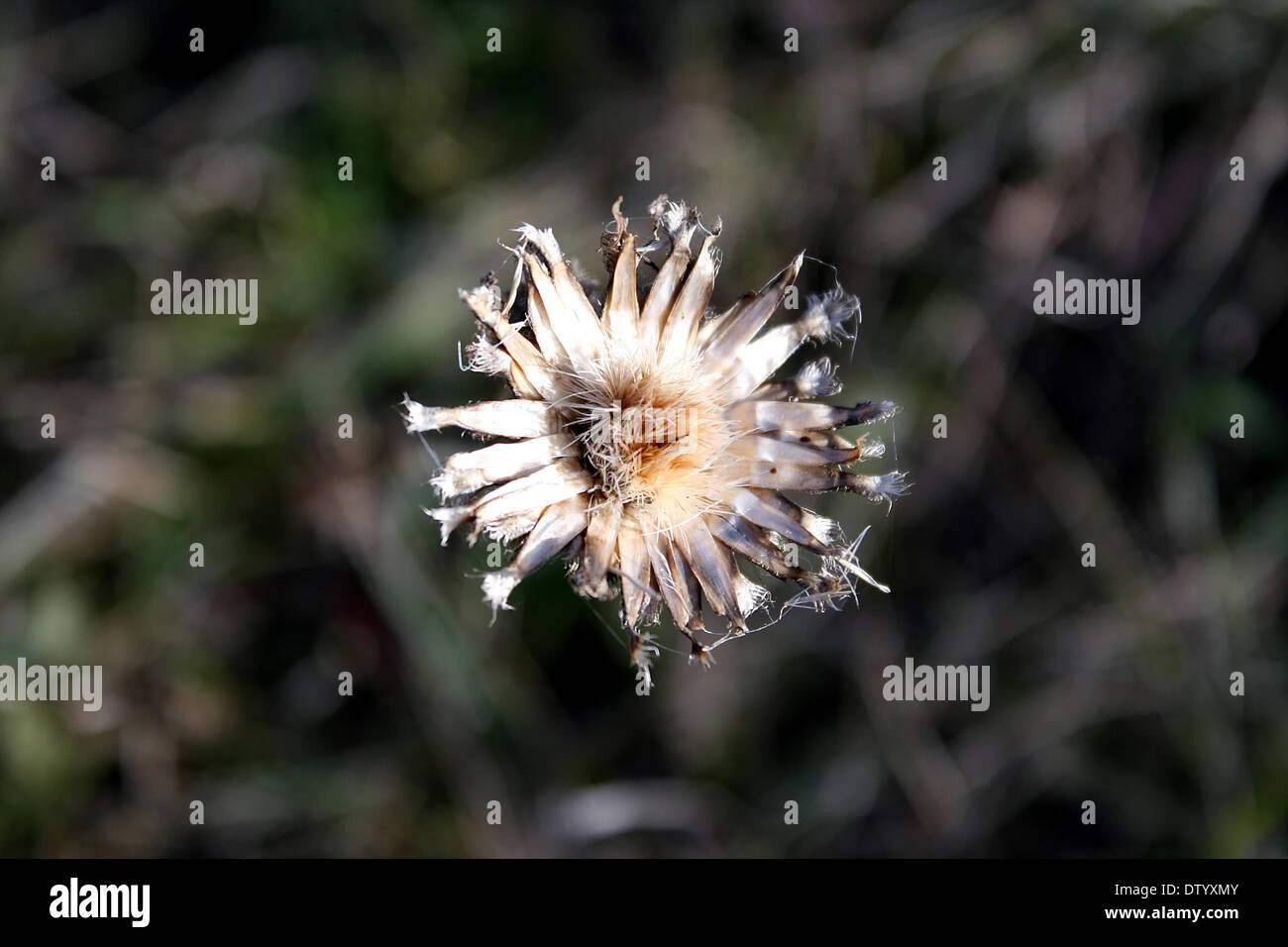 Thistle shape hi-res stock photography and images - Alamy