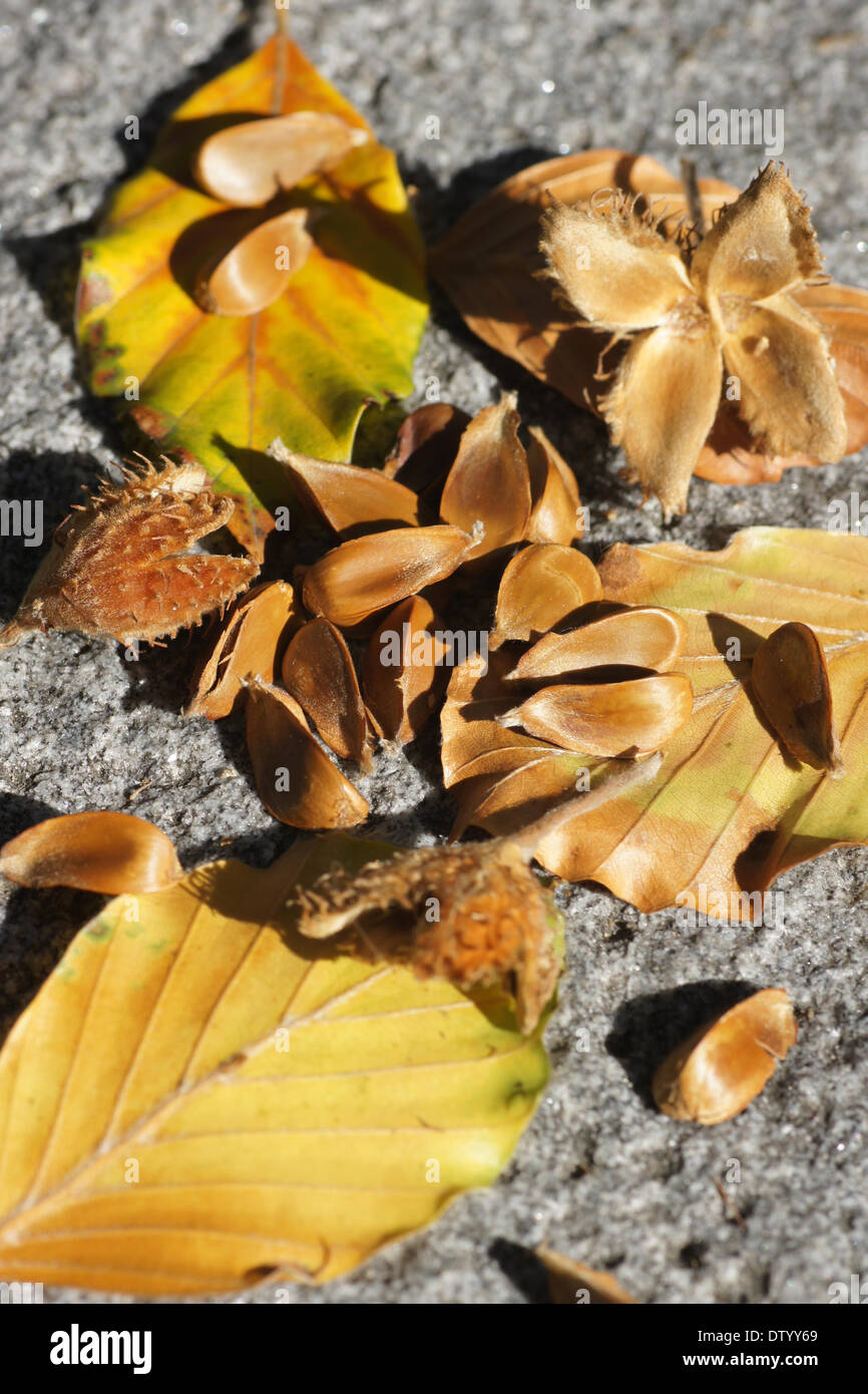 Beech nuts hi-res stock photography and images - Alamy