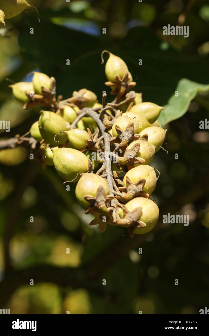 Foxglove tree fruits hi-res stock photography and images - Alamy