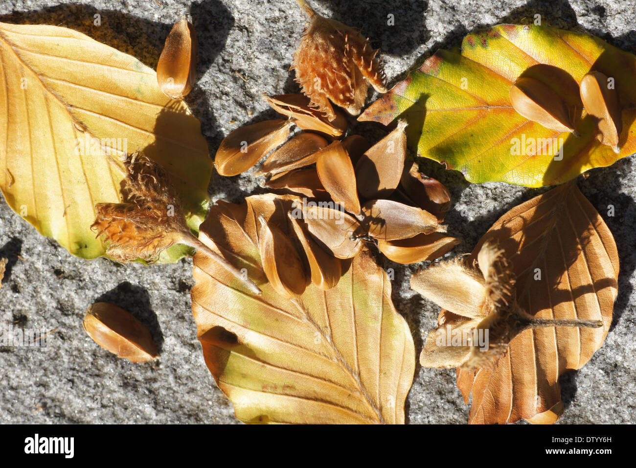 Beech nuts hi-res stock photography and images - Alamy