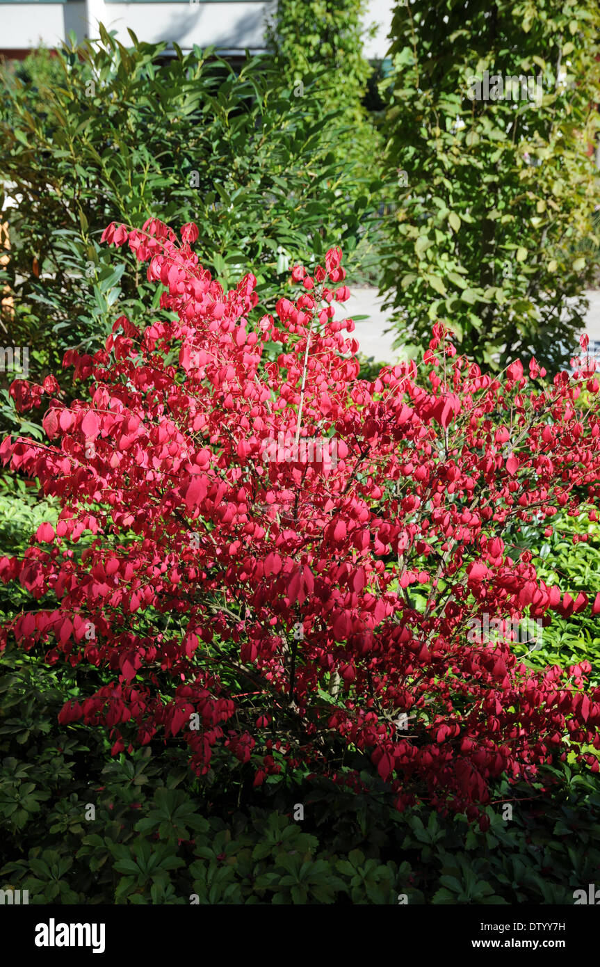 Korkspindel hi-res stock photography and images - Alamy