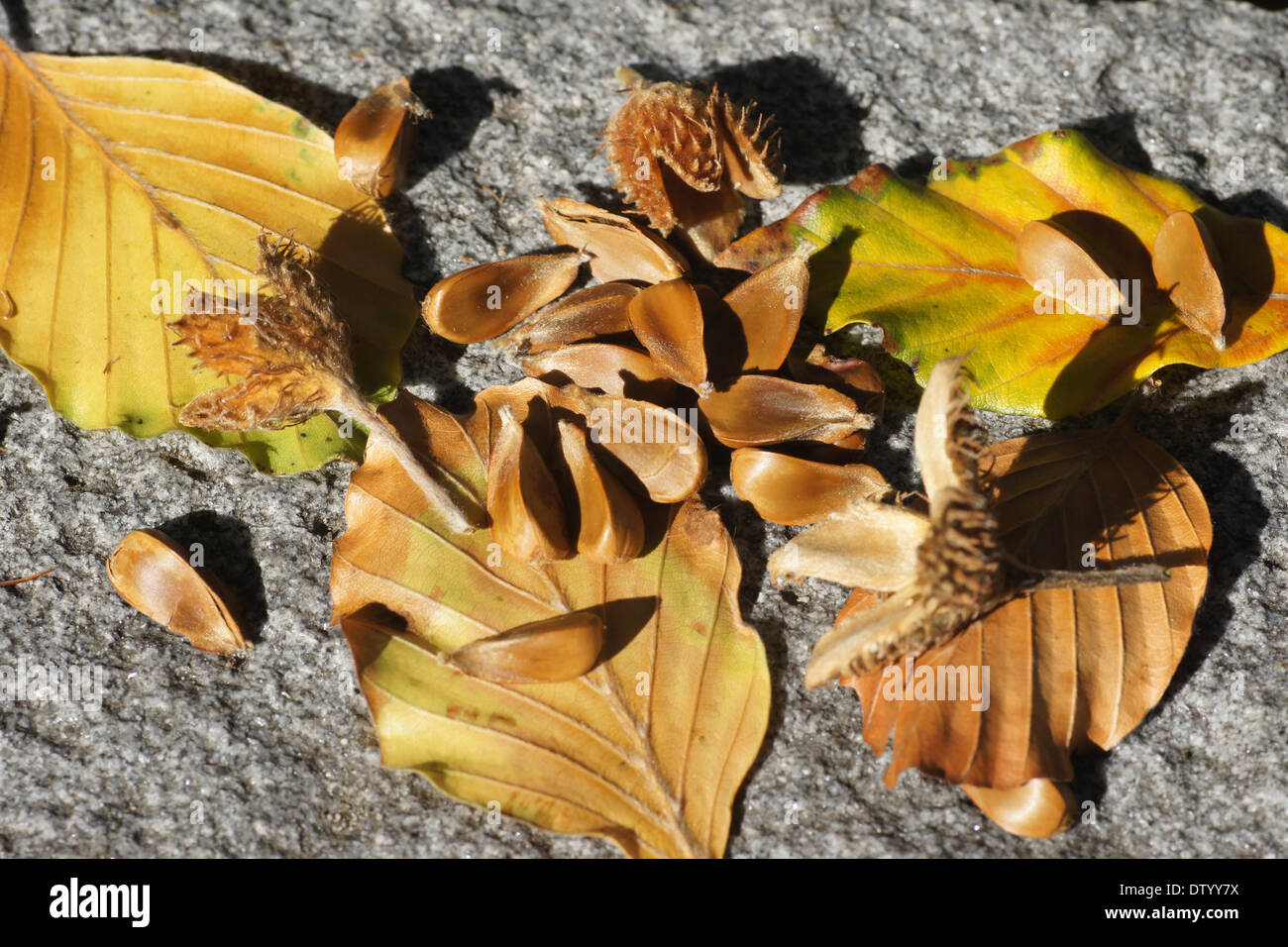 Beech nuts hi-res stock photography and images - Alamy