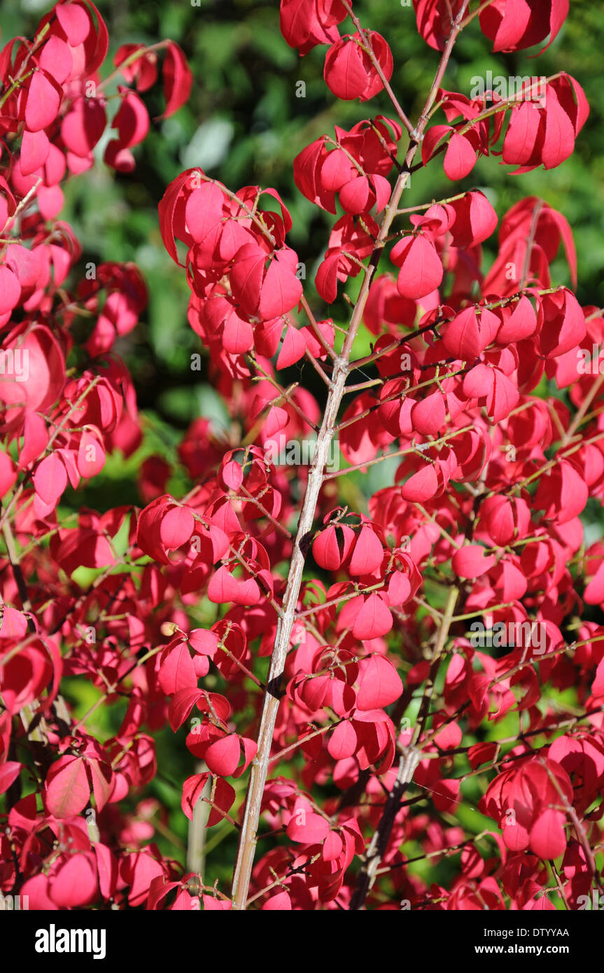 Winged spindle hi-res stock photography and images - Alamy